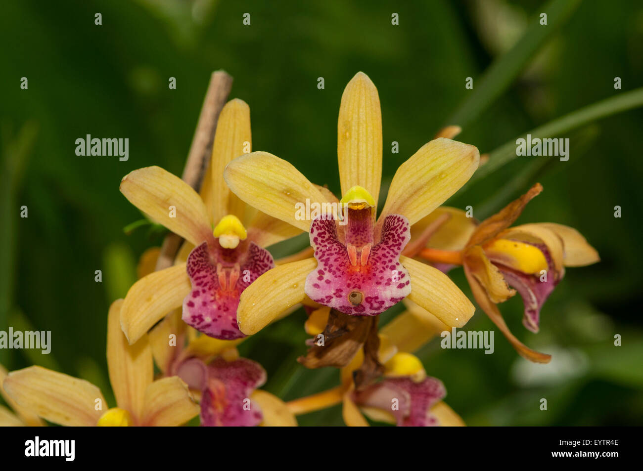 Cymbidium Peteete Doll Orchid, Botanical Gardens, Rio de Janeiro ...