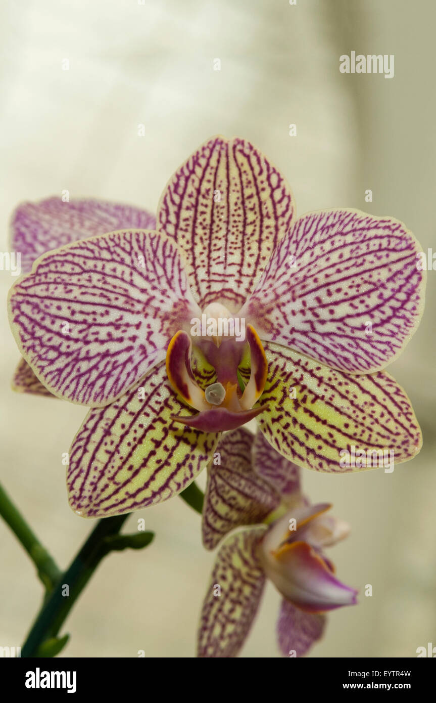 Phalaenopsis Hybrid Purple and White Orchid, Botanical Gardens, Rio de ...