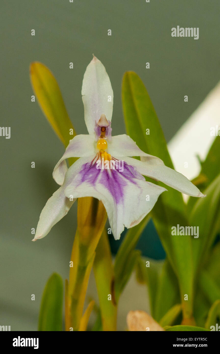 Miltonia spectabilis Orchid, Botanical Gardens, Rio de Janeiro, Brazil ...