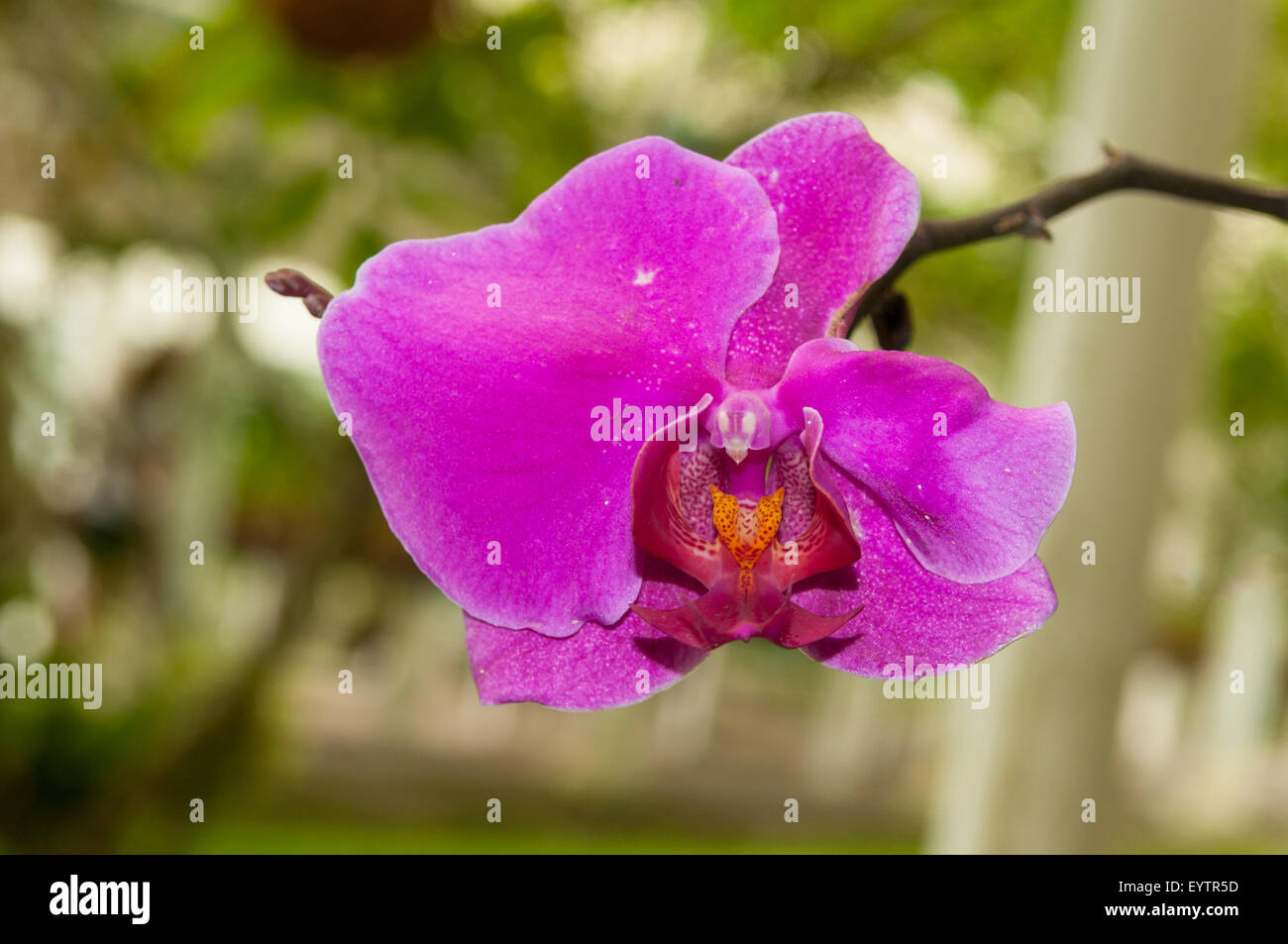 Phalaenopsis Hybrid Purple Orchid, Botanical Gardens, Rio de Janeiro ...