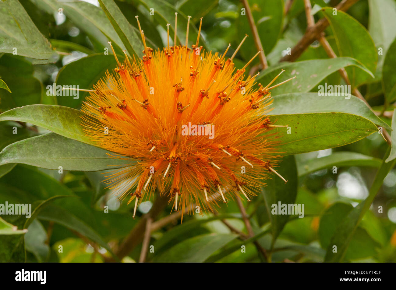 Stifftia stifftia chrysantha flower hi-res stock photography and images ...