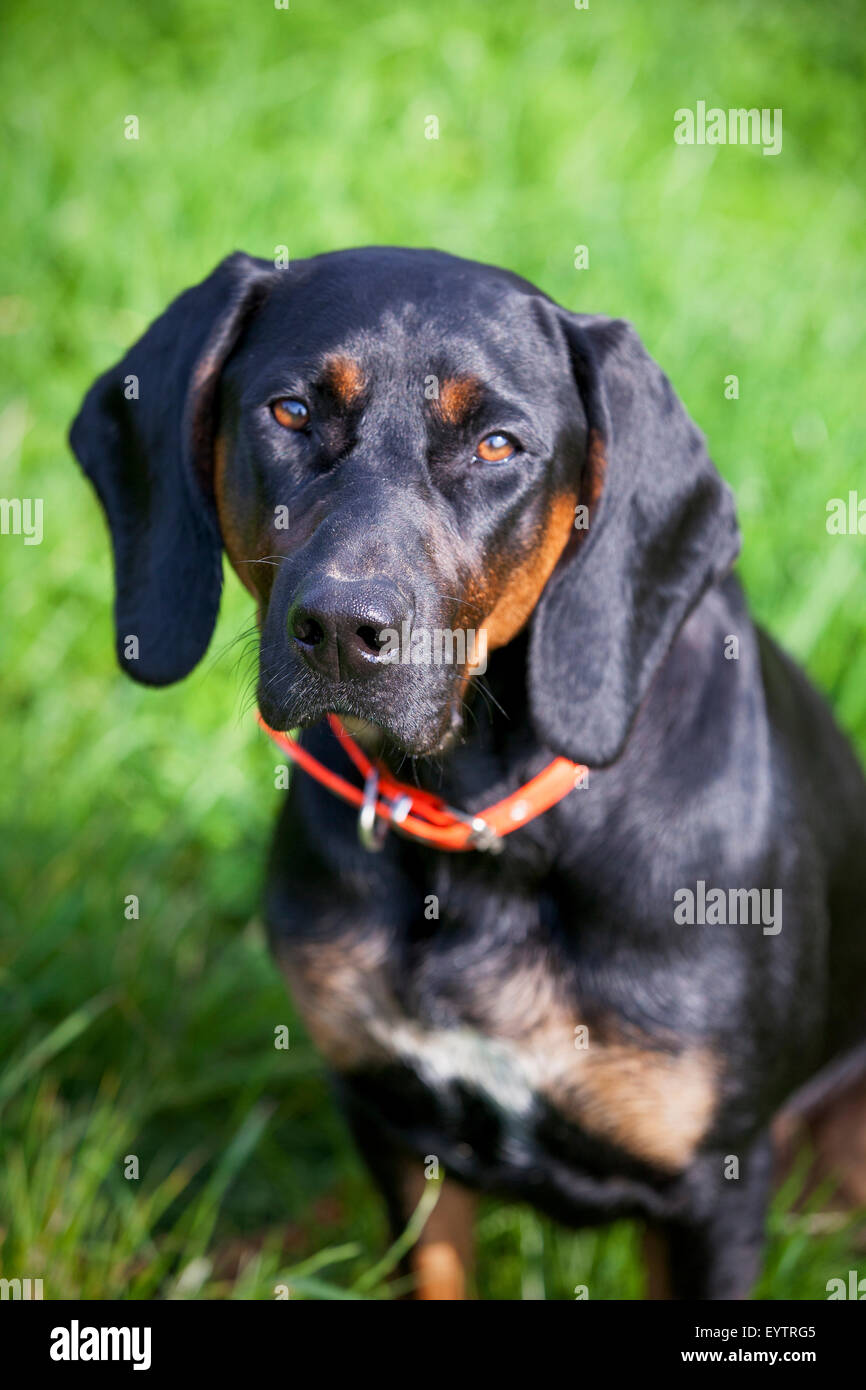 Gonski polski dog hi-res stock photography and images - Alamy