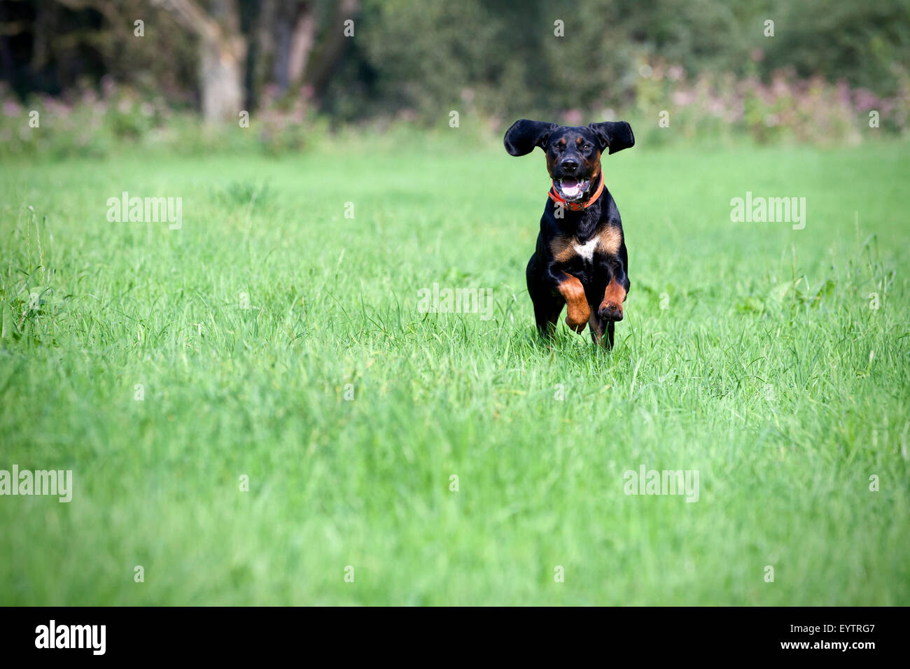 Gonski polski dog hi-res stock photography and images - Alamy