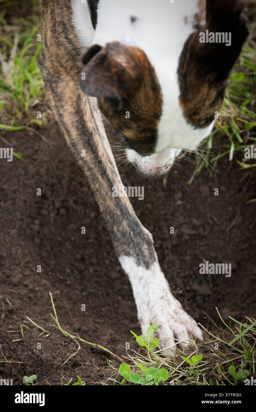 Dog dig mud hi-res stock photography and images - Alamy