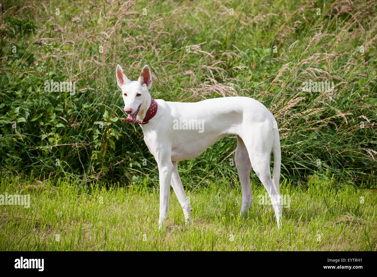 White Podenco slut at grass Stock Photo - Alamy