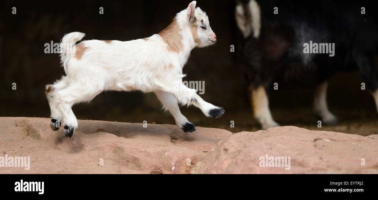 domestic goat, Capra aegagrus hircus, kids, side view, running Stock ...