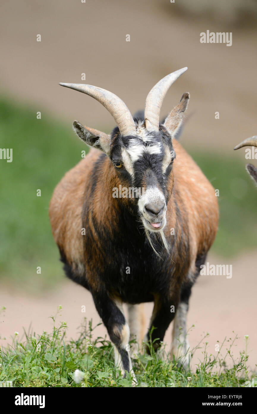 domestic goat, Capra aegagrus hircus, meadow, frontal, standing ...