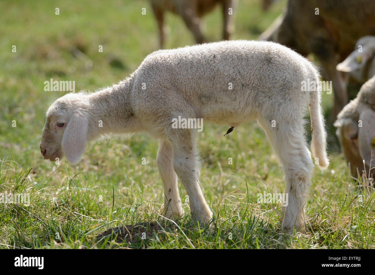domestic sheep, Ovis orientalis aries, lamb, pasture, side view ...