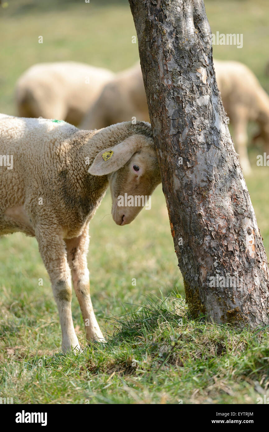 domestic sheep, Ovis orientalis aries, spring, pasture, side view ...