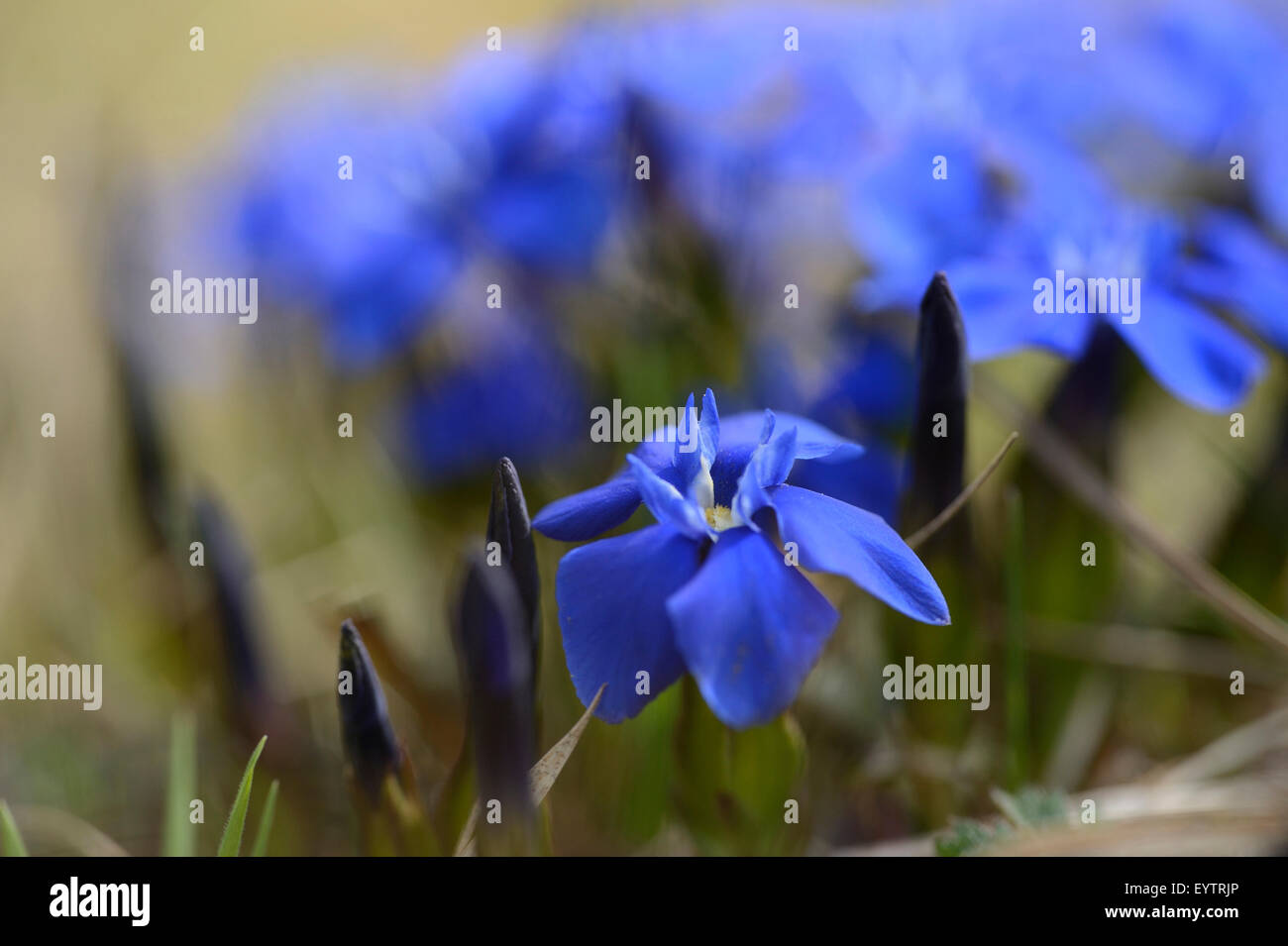 Spring gentian, Gentiana verna, blossom, blooming, spring Stock Photo ...