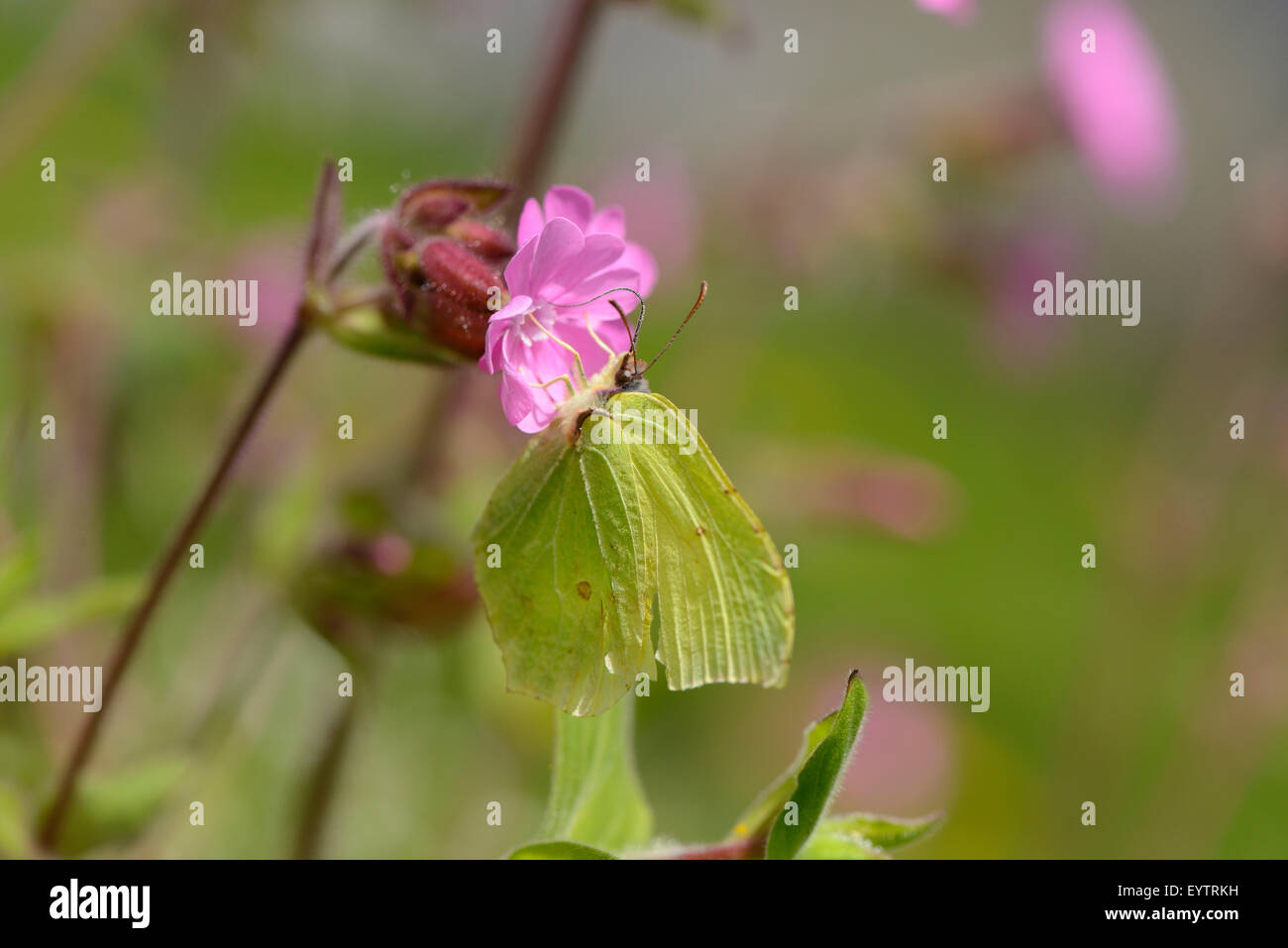 Brimstone butterfly, Gonepteryx rhamni, red campion, Silene dioica ...