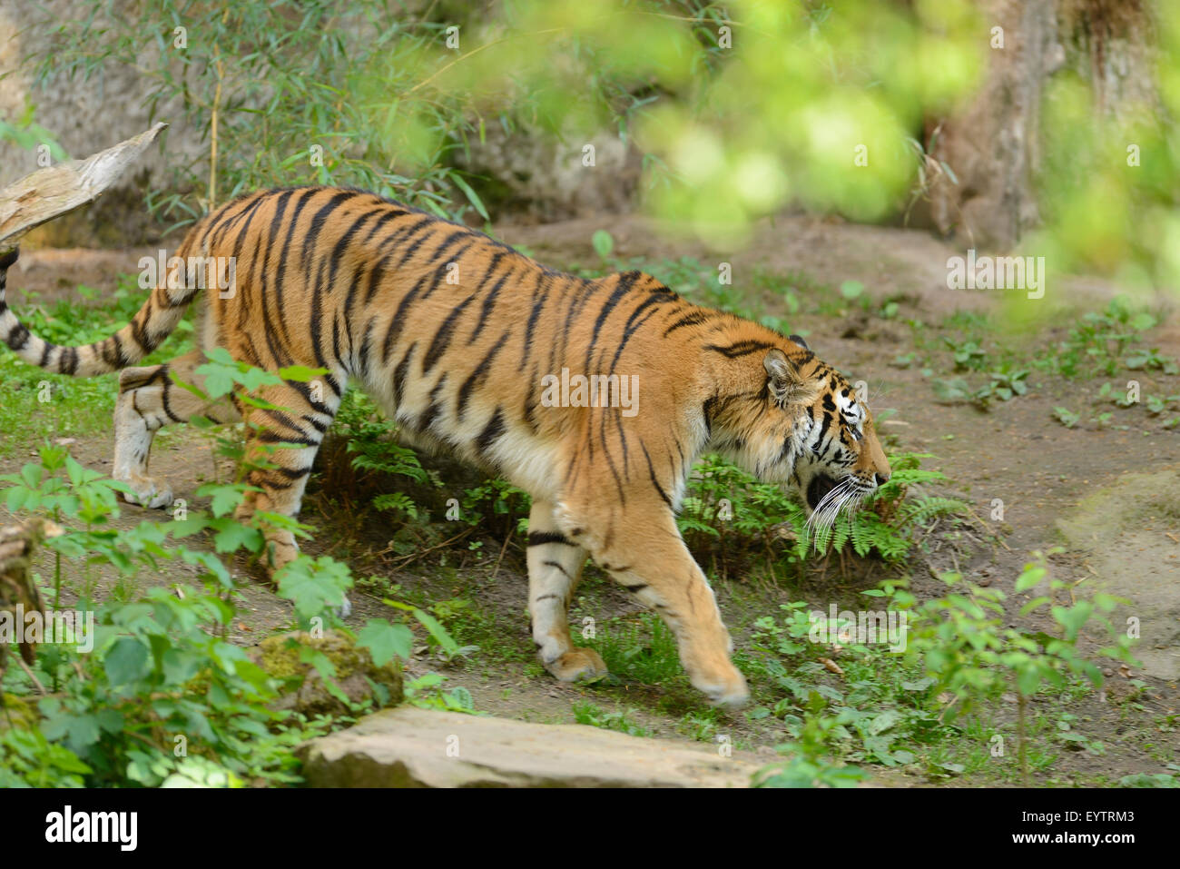 Side view siberian tiger running hi-res stock photography and images ...