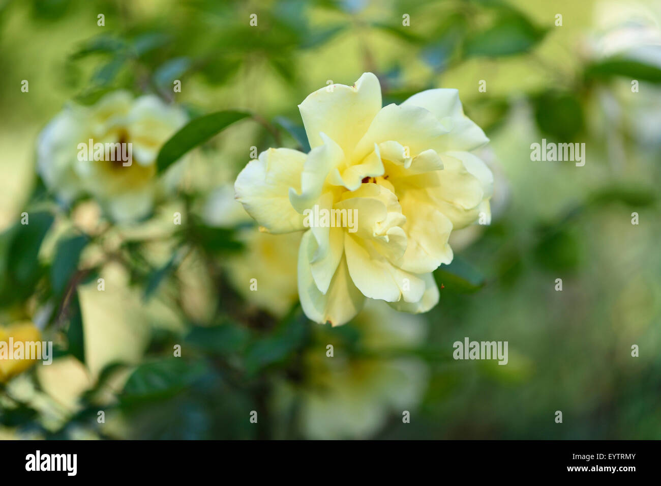 Yellow rose cultivar, rose, blossom, blooming Stock Photo - Alamy