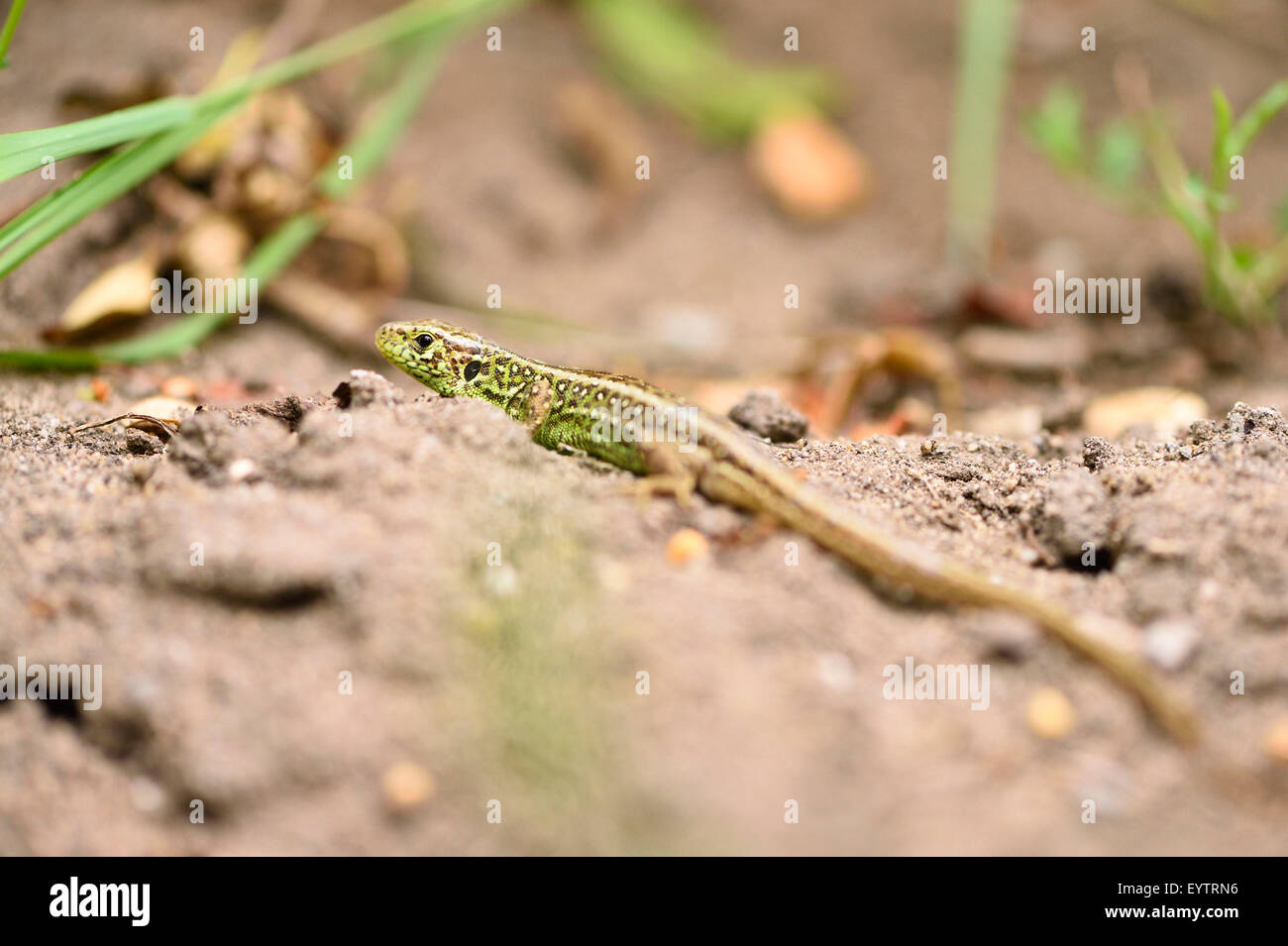 Sand lizard, Lacerta agilis, soil, side view, lying, looking at camera ...