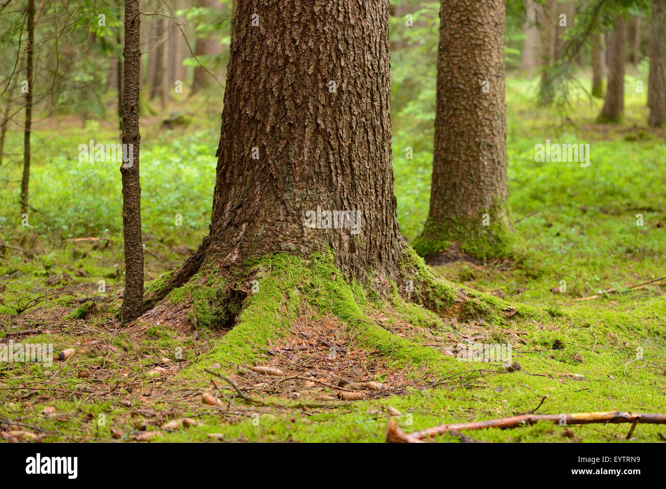 Scenery, spruce trunk, Picea Abies, wood Stock Photo - Alamy