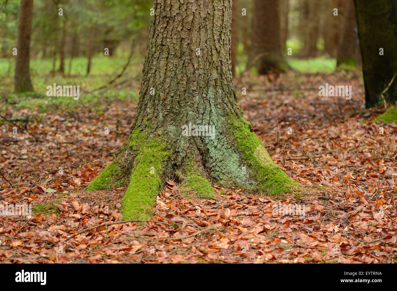 Scenery, spruce trunk, Picea Abies, wood Stock Photo - Alamy