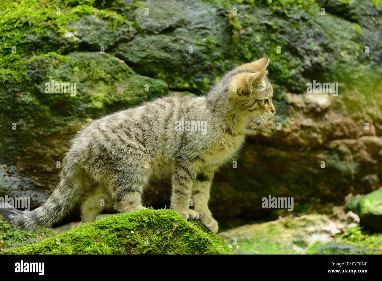 European wildcat, Felis silvestris silvestris, rocks, side view, stand ...