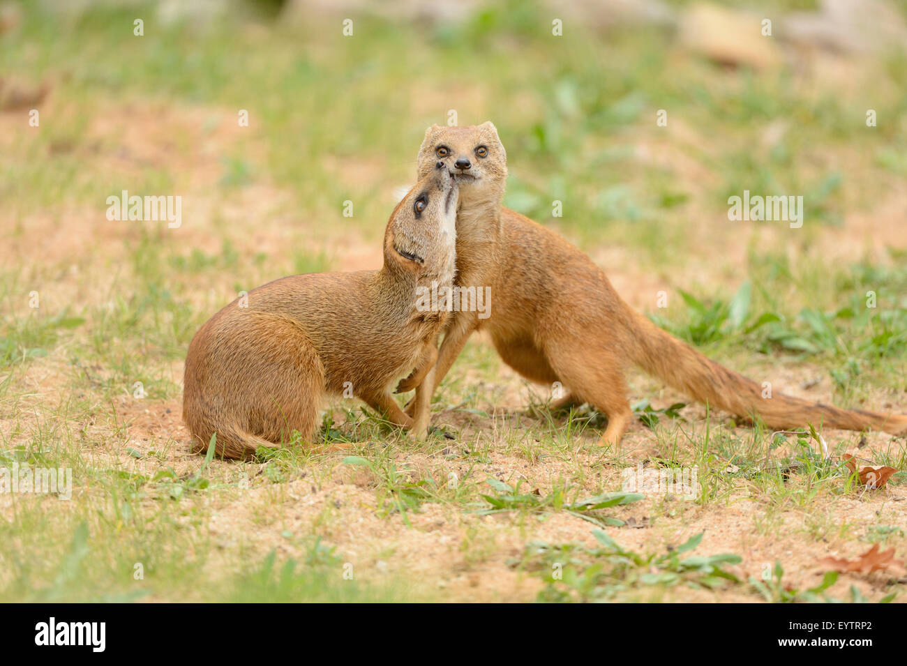 yellow mongoose, Cynictis penicillata, side view, standing, kiss Stock ...