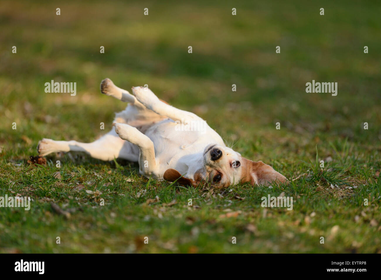 Supine body hi-res stock photography and images - Alamy