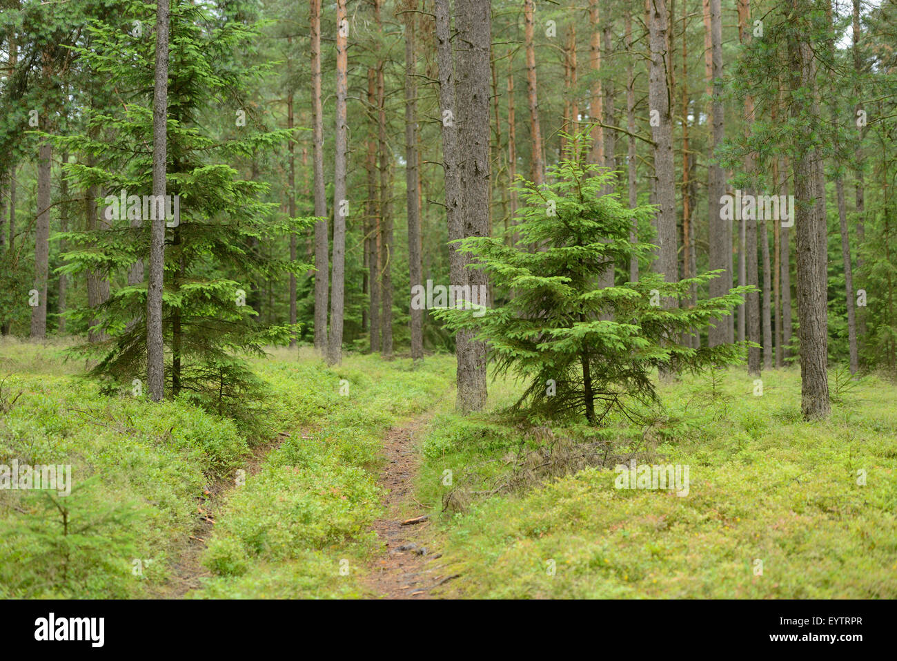 Scenery, footpath, pinewood, Pinus sylvestris Stock Photo - Alamy