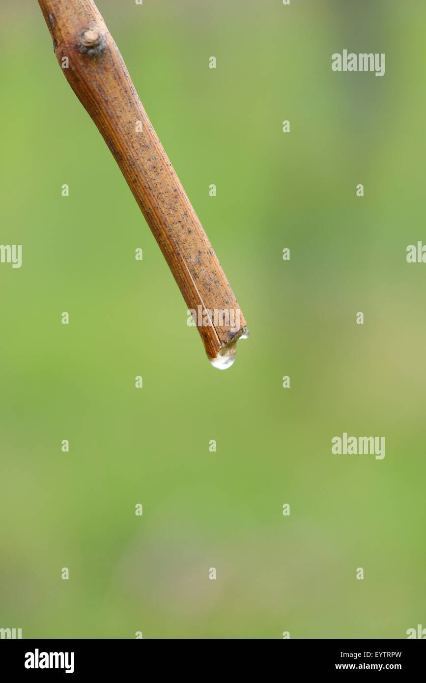 grape vine, freshly cut, drop Stock Photo - Alamy