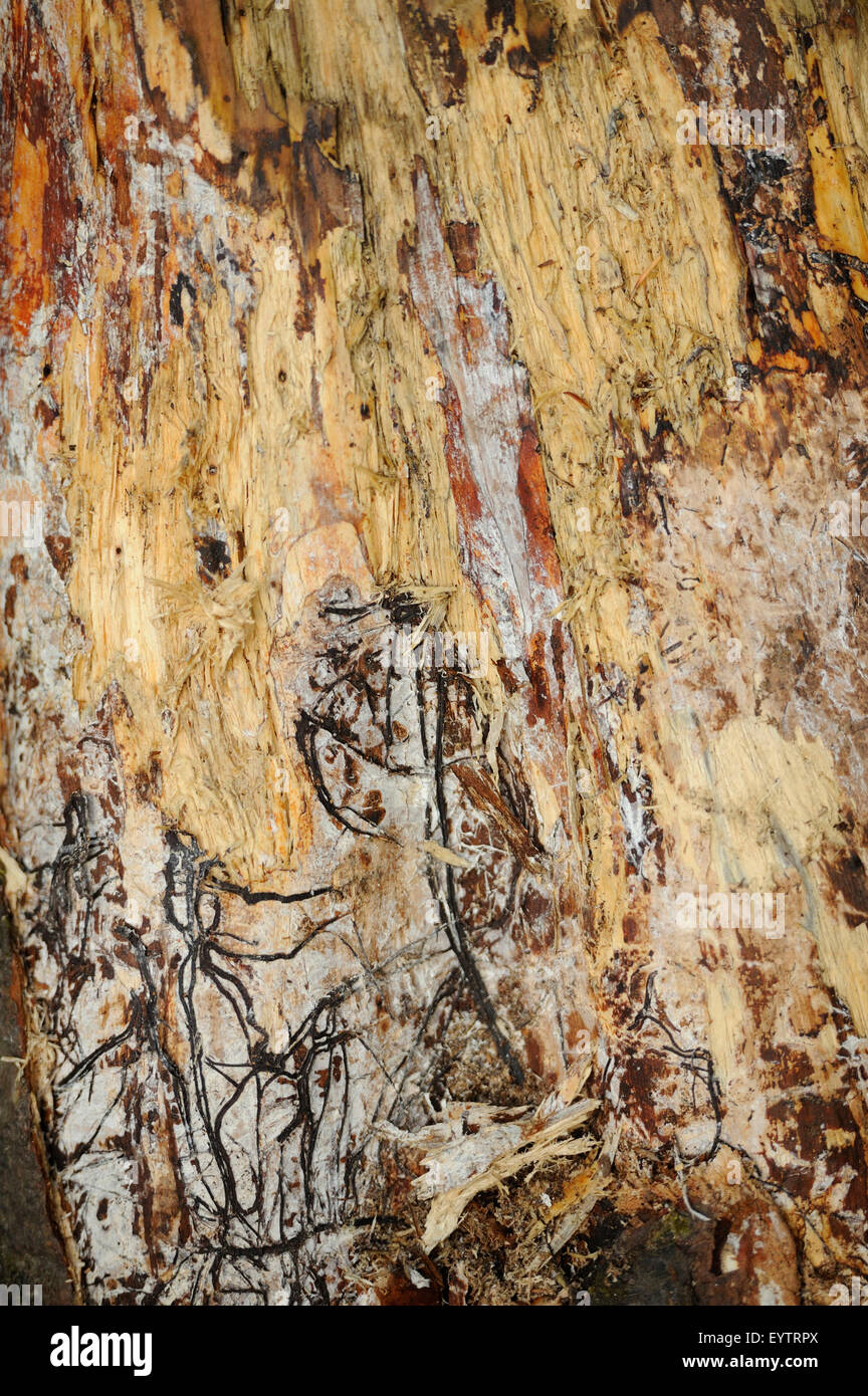 Rotten spruce wood, Picea Abies, detail, under bark Stock Photo - Alamy