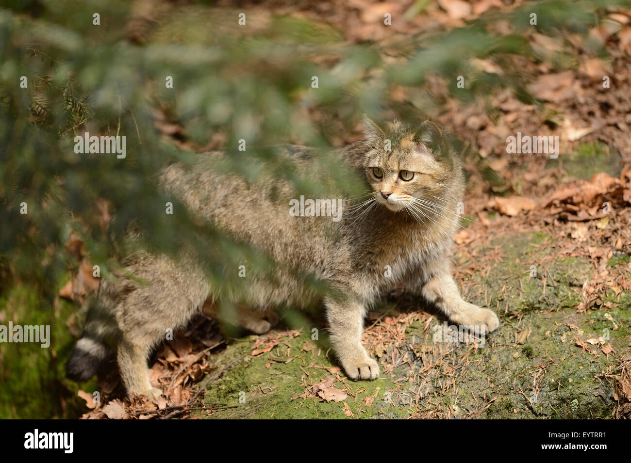 European wildcat, Felis silvestris silvestris, side view, stand Stock ...