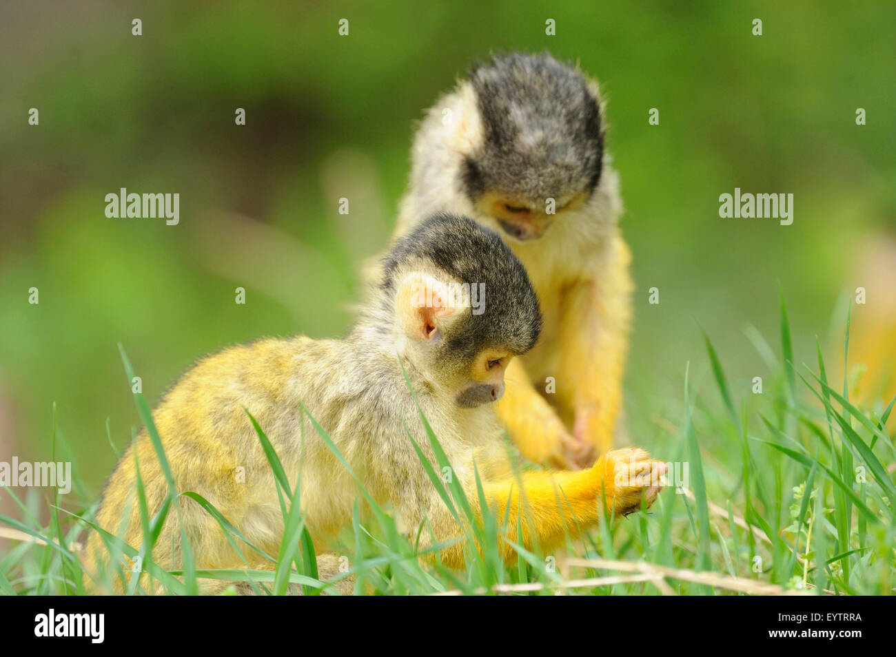 common squirell monkeys, Saimiri sciureus, meadow, side view, sitting ...