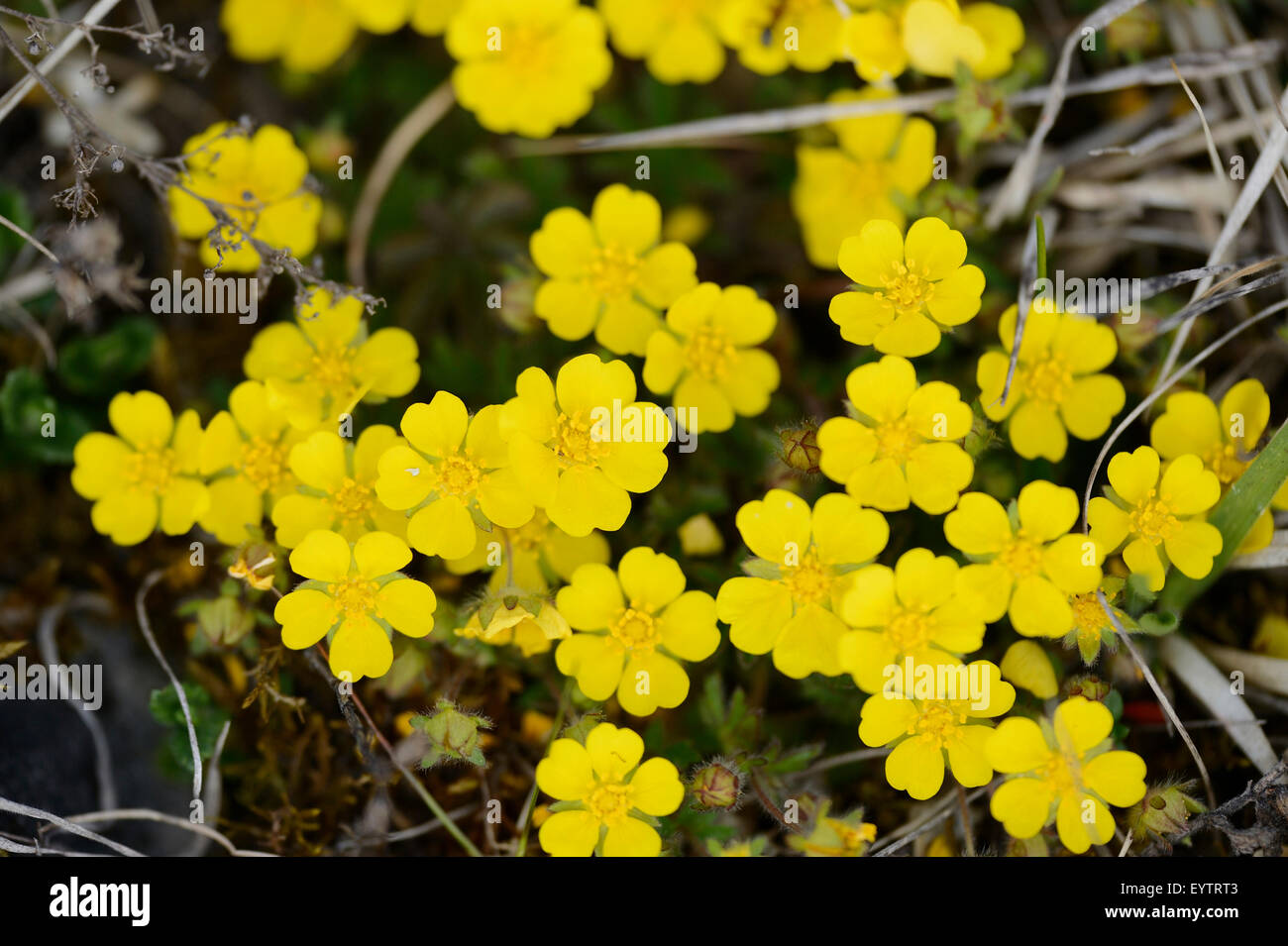 spring cinquefoil, Potentilla neumanniana, blossoms, blossom Stock ...