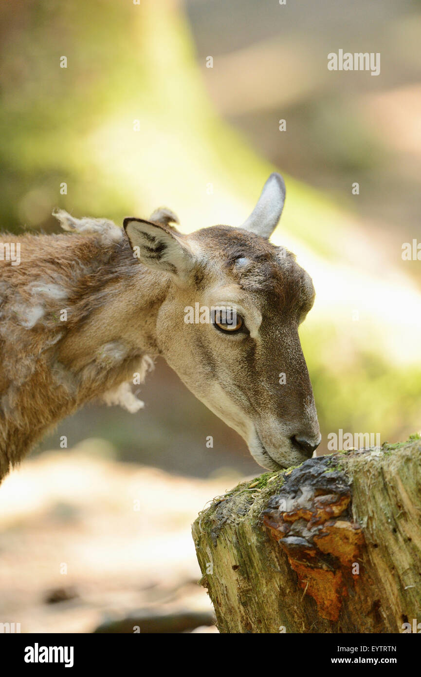 Ovis orientalis musimon sheep wild sheep hi-res stock photography and ...