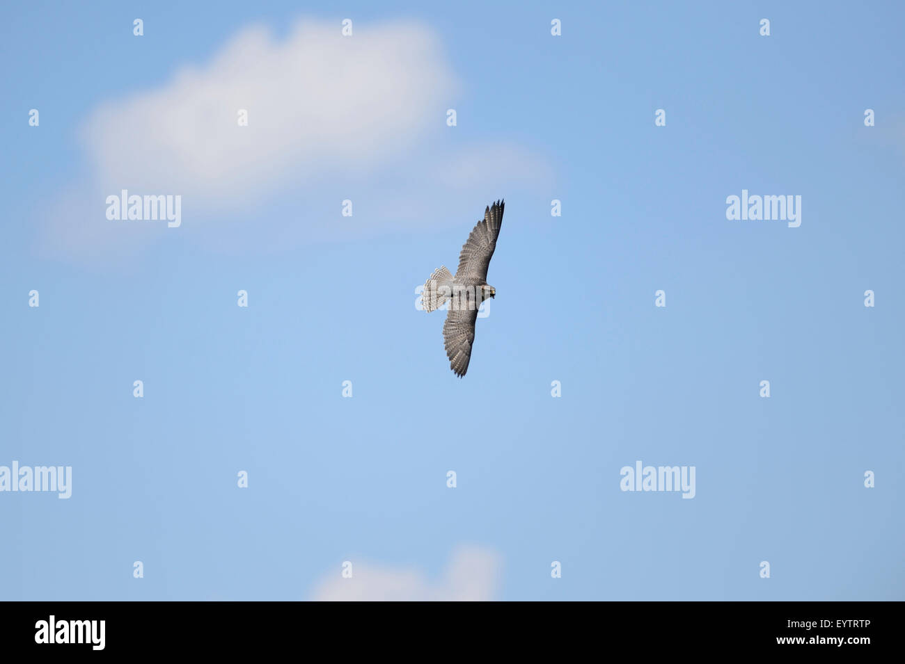 Peregrine falcon, Falco peregrinus, sky, flying, back view Stock Photo ...