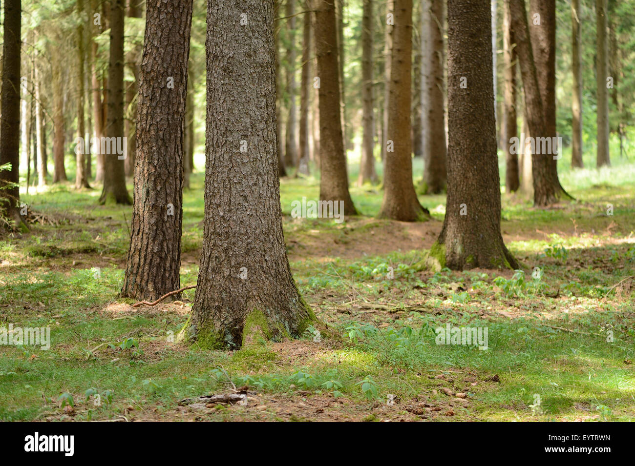 Scenery, spruce trunks, Picea Abies, wood Stock Photo - Alamy