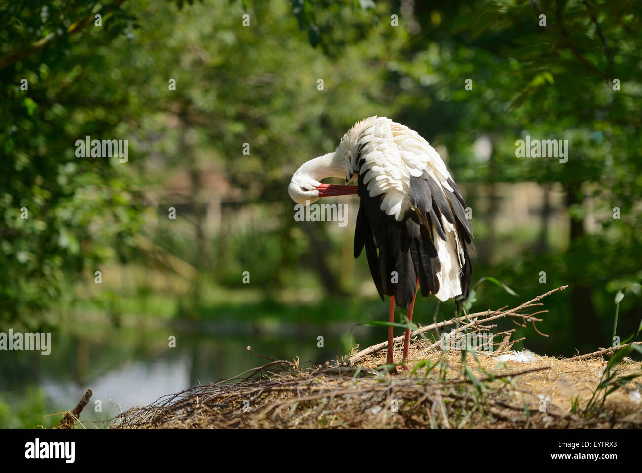 White stork, Ciconia ciconia, nest, side view, standing Stock Photo - Alamy