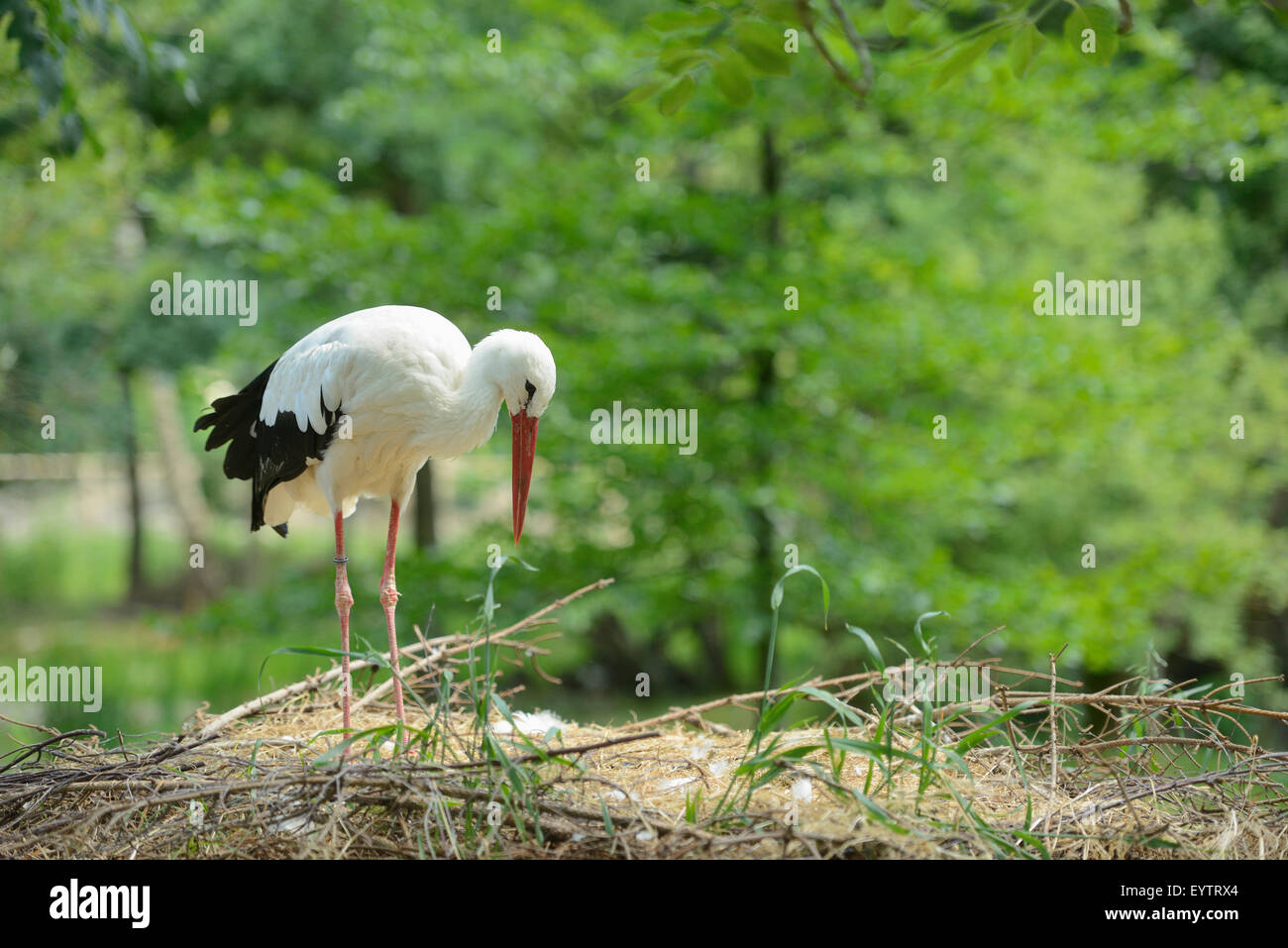 White stork, Ciconia ciconia, nest, side view, standing Stock Photo - Alamy