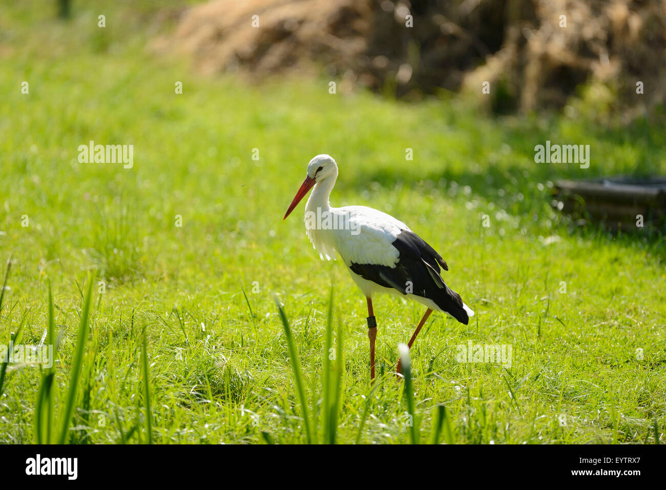 White stork, Ciconia ciconia, meadow, side view, standing Stock Photo ...