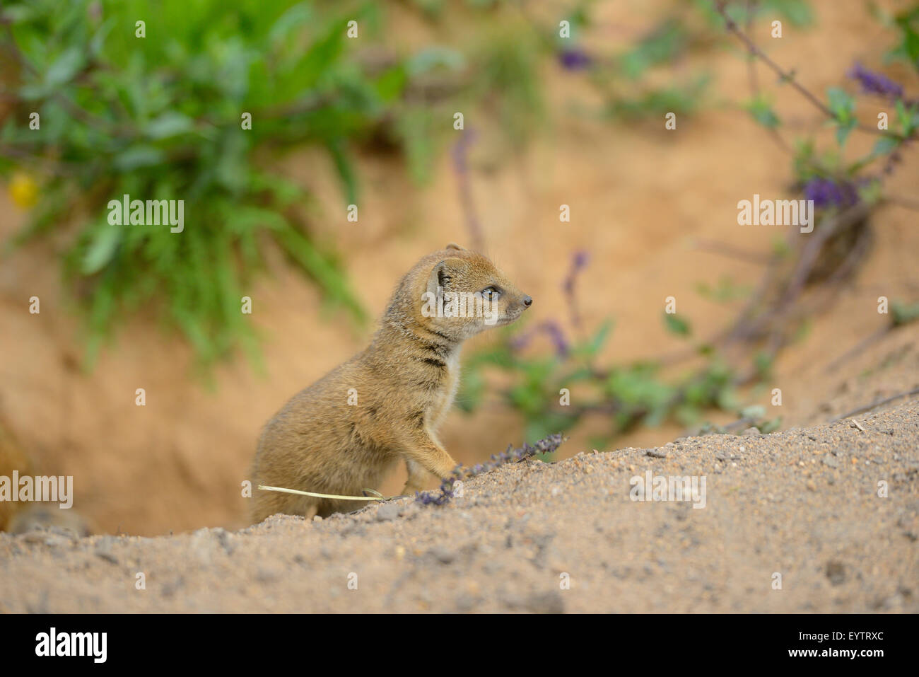 yellow mongoose, Cynictis penicillata, young animal, side view, stand ...
