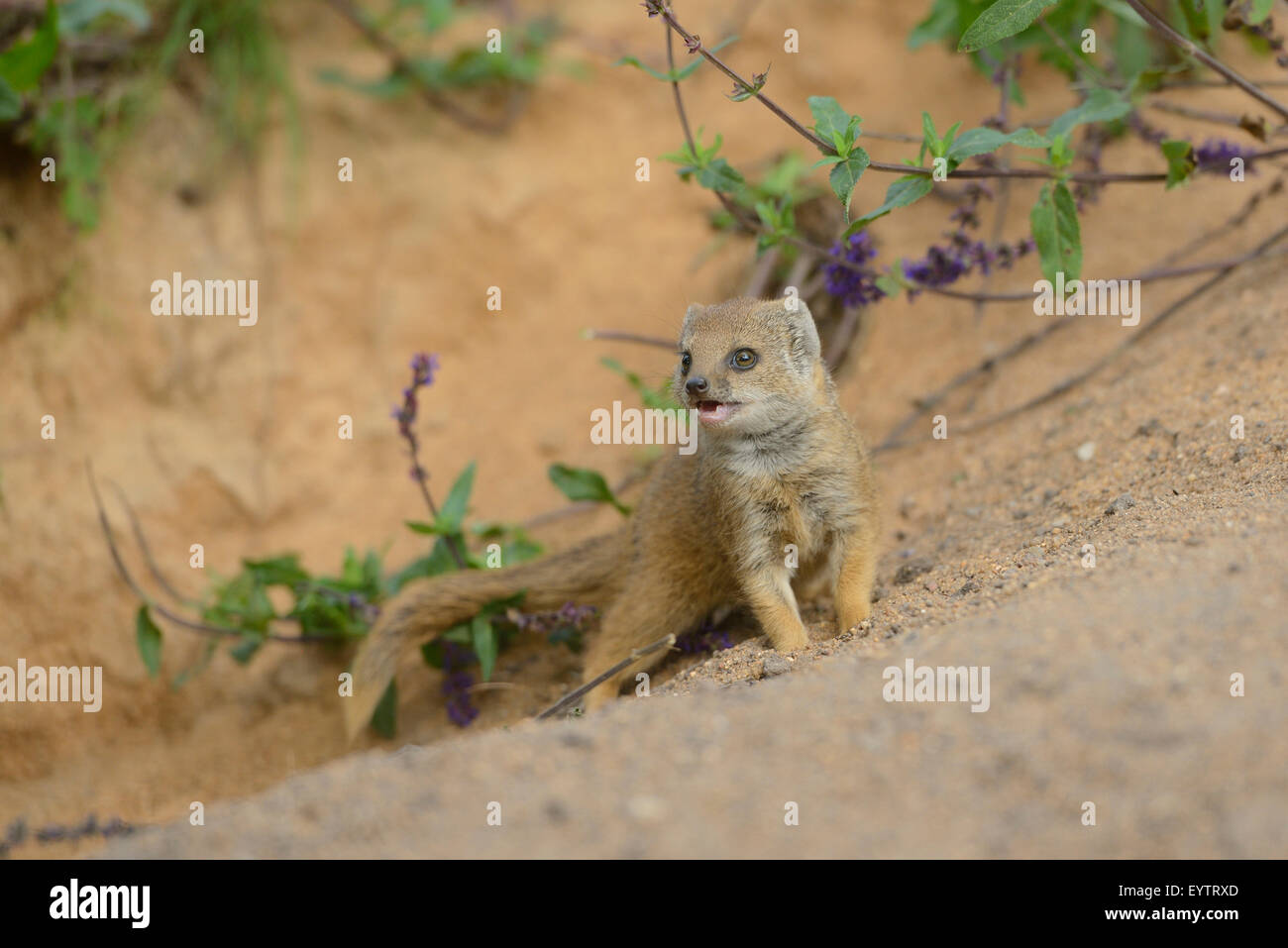 yellow mongoose, Cynictis penicillata, young animal, side view, stand ...