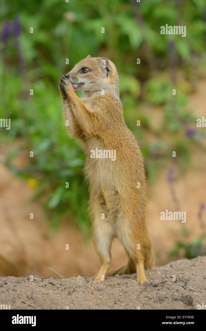 yellow mongoose, Cynictis penicillata, side view, standing, beg Stock ...