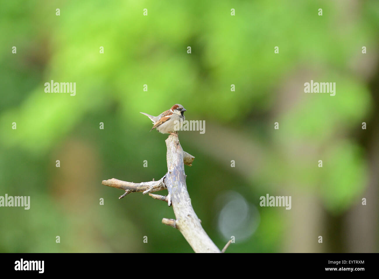 House sparrow, Passer domesticus, branch, side view, sitting Stock ...