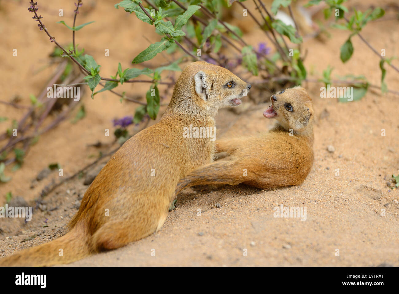 yellow mongoose, Cynictis penicillata, young animals, side view, play ...