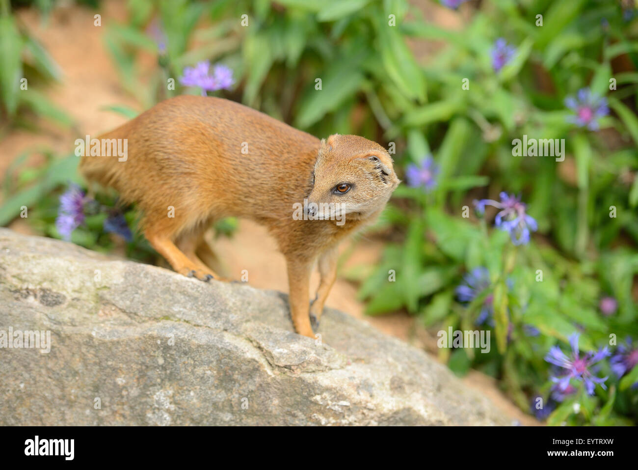 yellow mongoose, Cynictis penicillata, side view, stand Stock Photo - Alamy