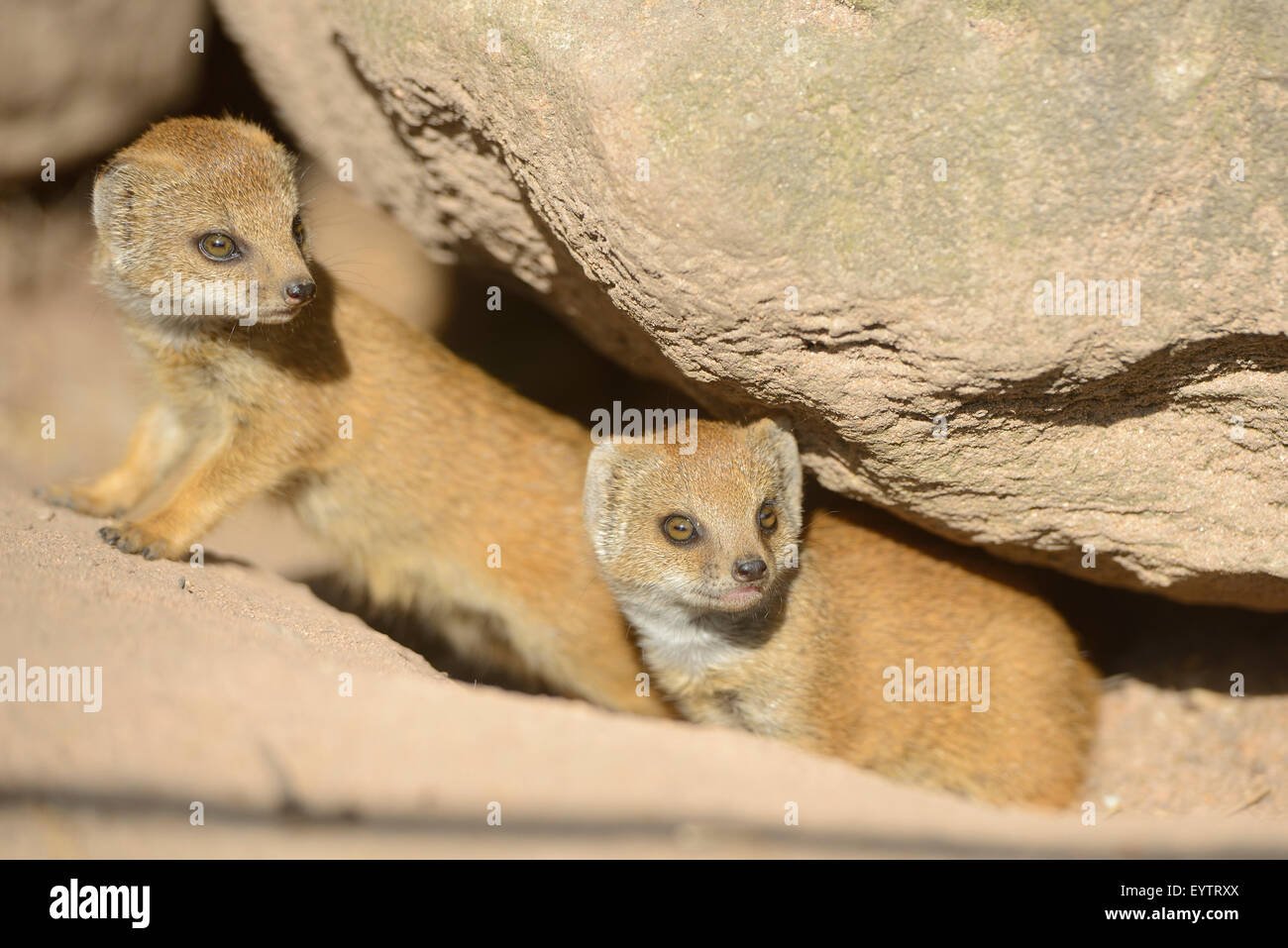 yellow mongoose, Cynictis penicillata, young animals, side view, stand ...