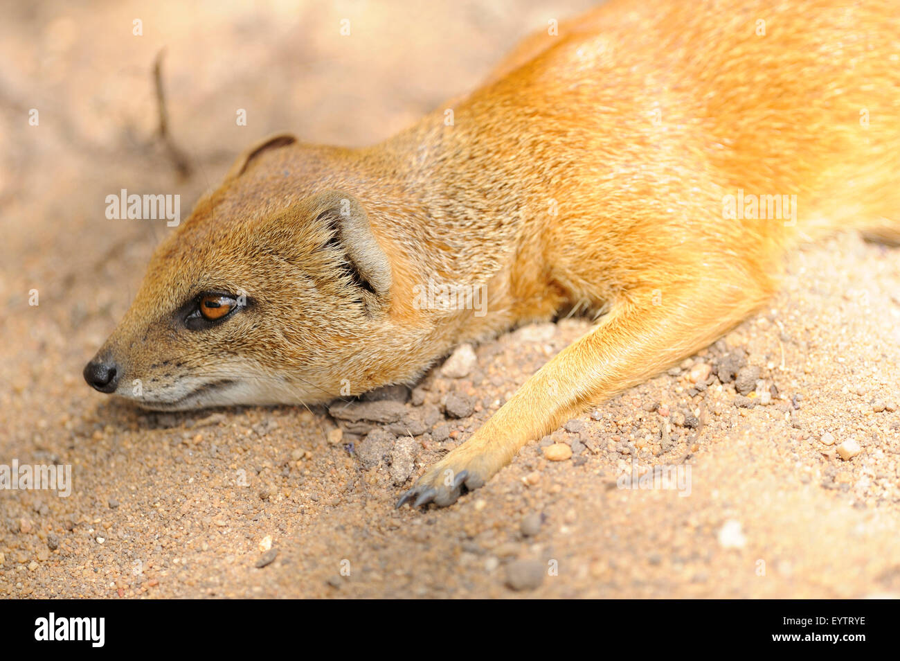 yellow mongoose, Cynictis penicillata, side view, lying Stock Photo - Alamy