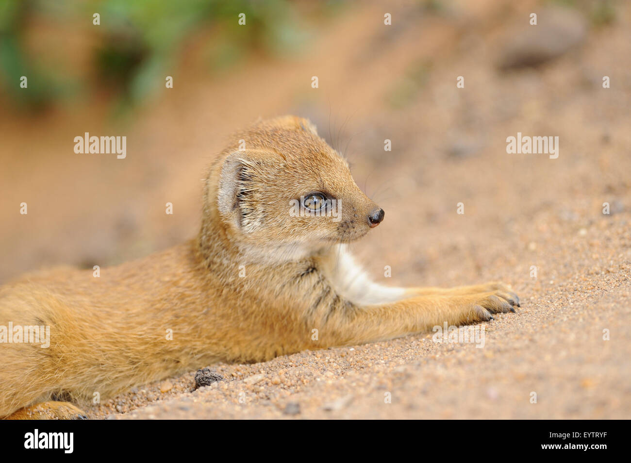 yellow mongoose, Cynictis penicillata, young animal, side view, lying ...