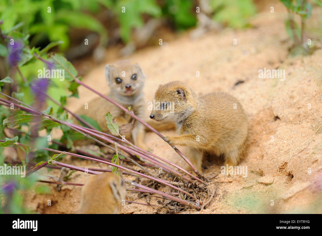 yellow mongoose, Cynictis penicillata, young animals, side view, play ...