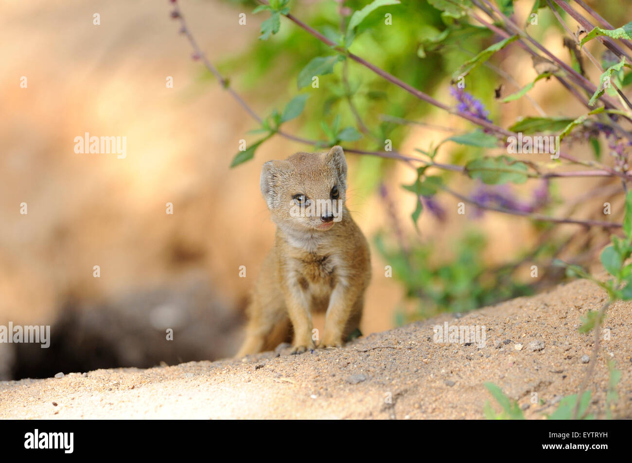 yellow mongoose, Cynictis penicillata, young animal, frontal, stand ...