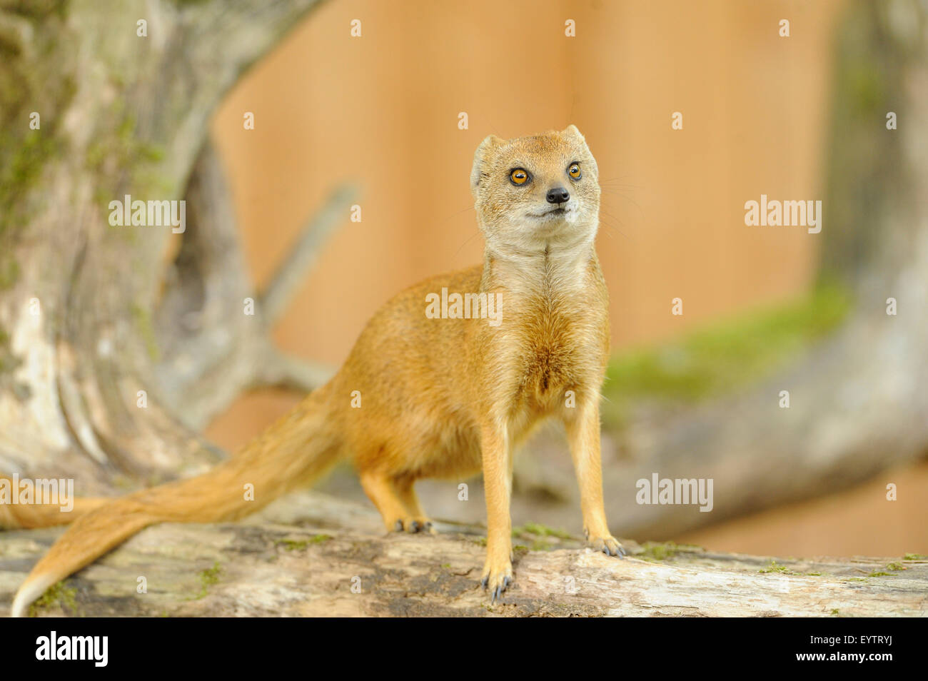 yellow mongoose, Cynictis penicillata, frontal, standing, looking at ...