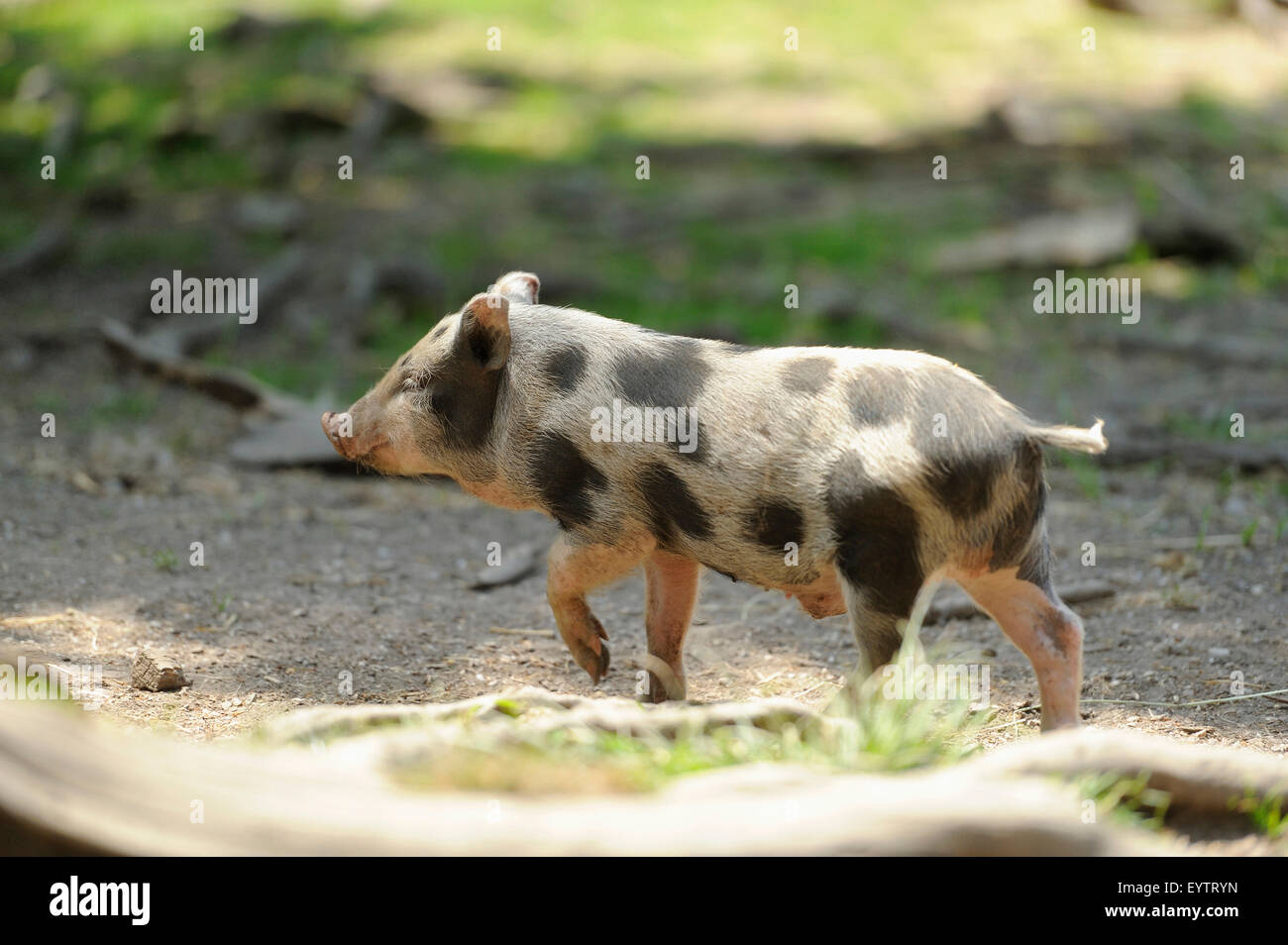 Vietnamese pot-bellied pig, piglet, side view, running Stock Photo - Alamy