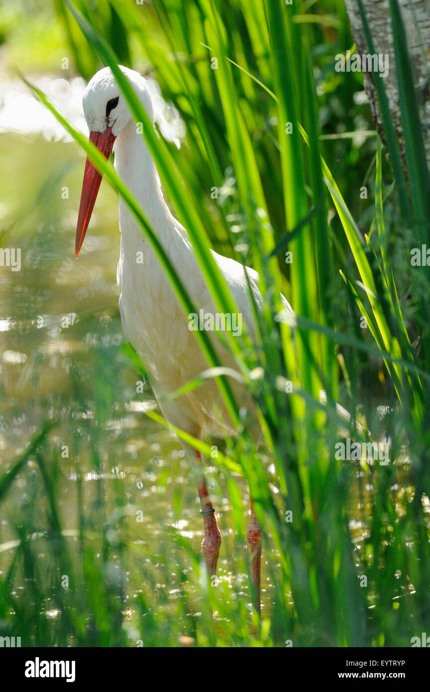 White stork, Ciconia ciconia, shore, reed, side view, standing Stock ...