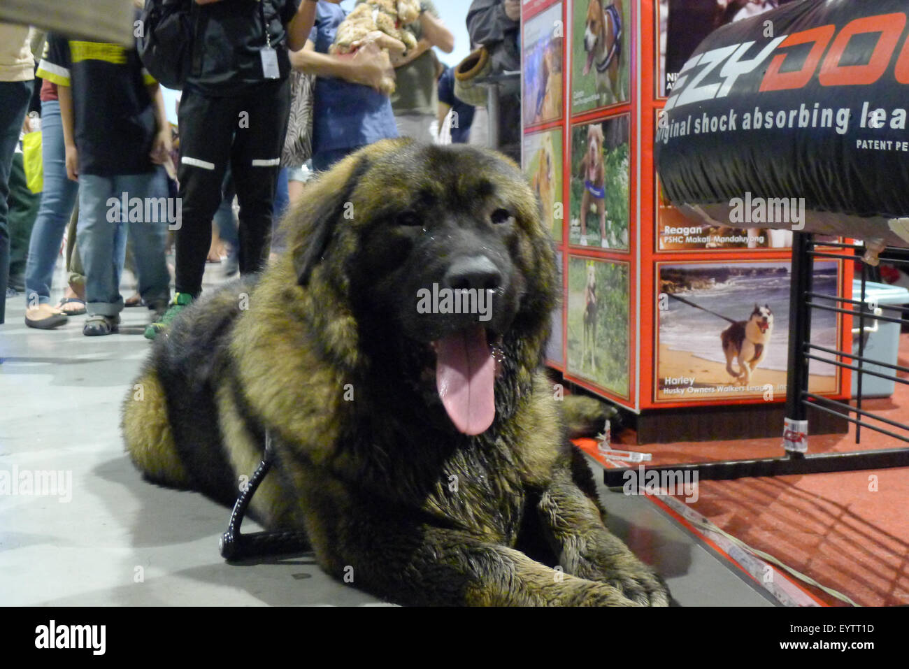 A breed of a police dog resting on the sidelines at the trade fair ...